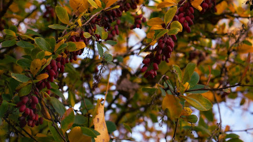 Mulberry Tree Leaf Shape: Easy Identification Guide