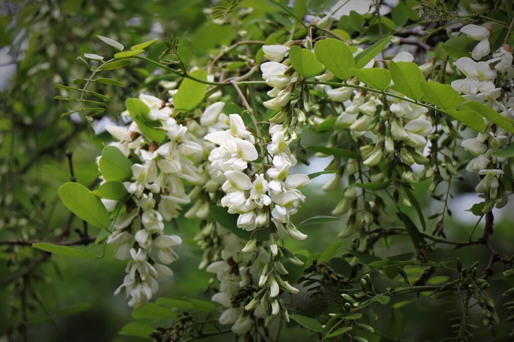 Honey Locust vs Black Locust: Key Difference